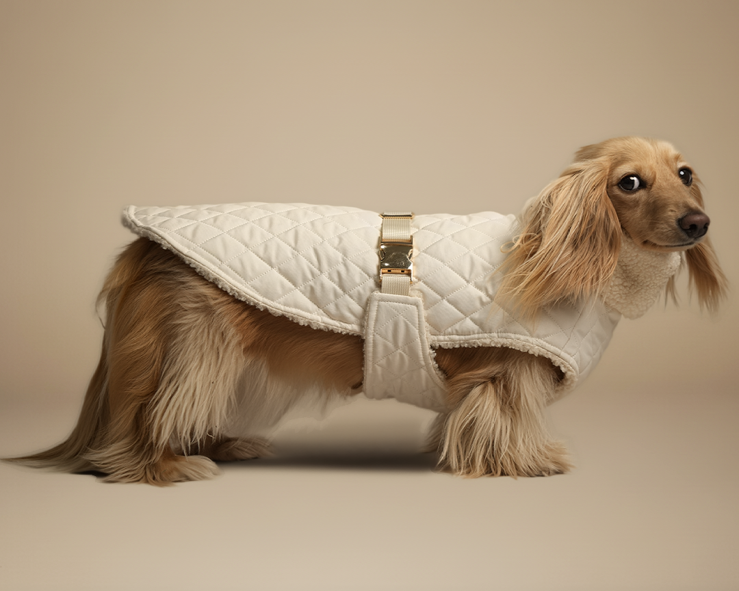 The Limo Coat – Dachshund Apparel | Doxie the Label