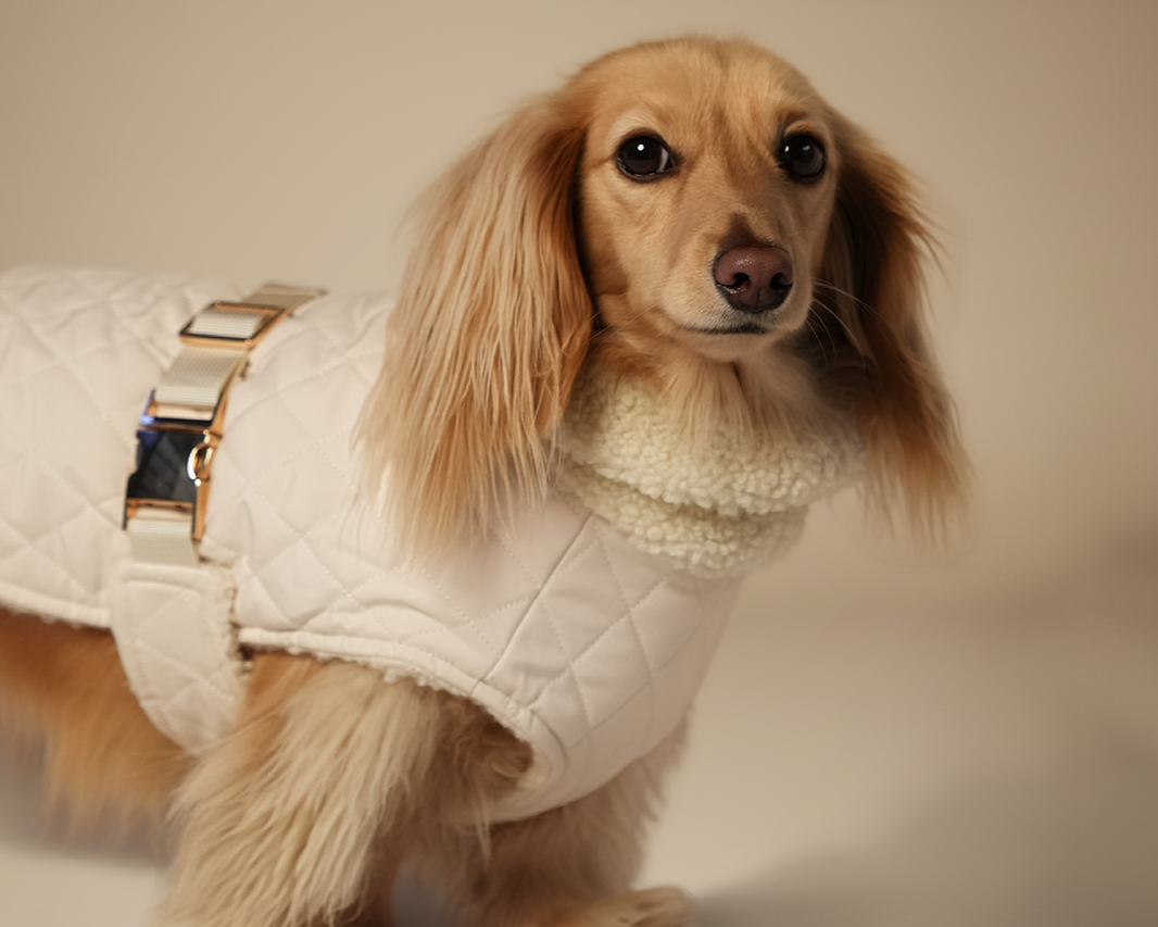Products – Doxie the Label